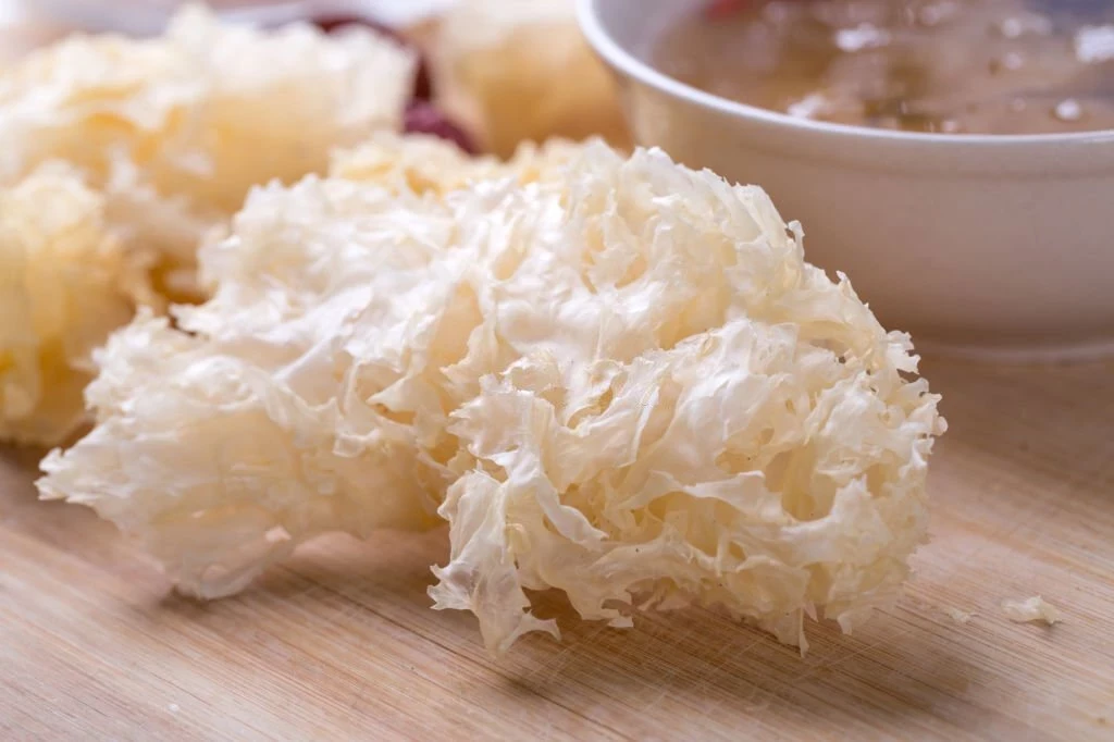 JAMUR SALJU / SNOW FUNGUS: KEUNIKAN, KEGUNAAN, DAN SEGALA HAL YANG ...